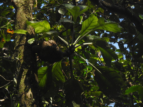 Myrmecodia jobiensis · iNaturalist Mexico