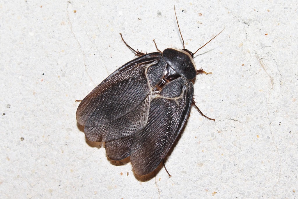 Egyptian Cockroach from Πάμφιλα 811 00, Ελλάδα on July 30, 2019 at 11: ...