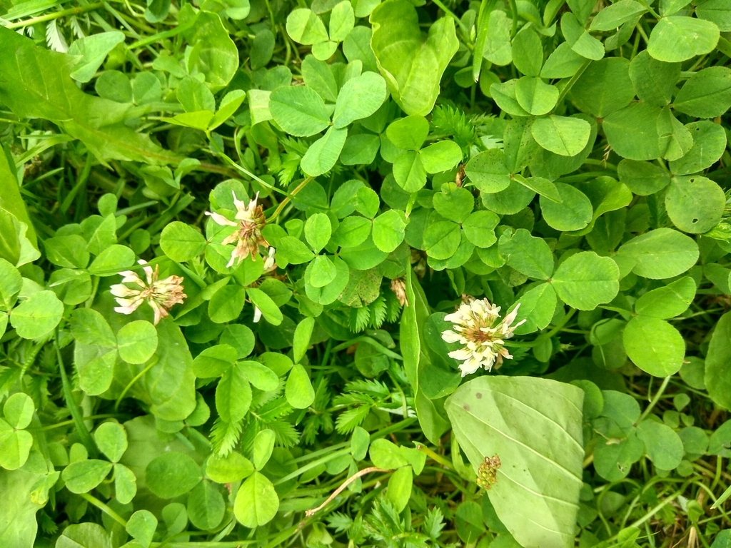 white clover from Kostroma, Kostroma Oblast, Russia, 156013 on August 1 ...
