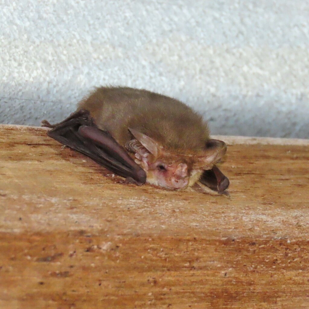 Lesser Long-eared Bat from Wallaga Lake NSW 2546, Australia on ...