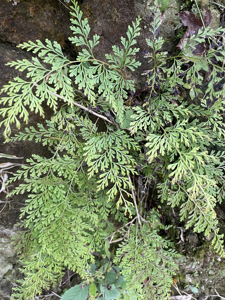Fairy Fern from 臺灣島, 新店區, 新北市, TW on February 4, 2025 at 04:04 PM by ...