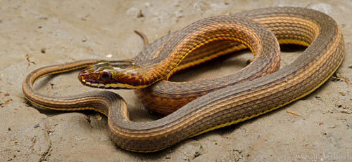 Painted Keelback (Xenochrophis cerasogaster) - Snakes and Lizards