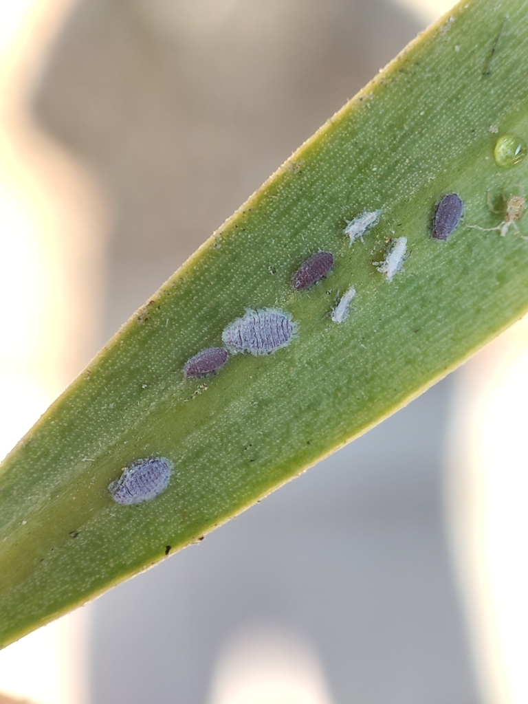 Podocarpus Aphid from Ningde, CN-FJ, CN on January 29, 2025 at 11:24 AM ...