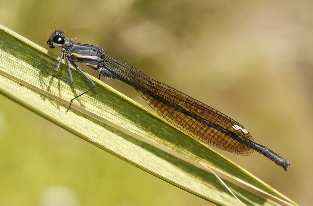 Smoky-winged Threadtail (DRAGONFLIES AND DAMSELFLIES OF SRI LANKA ...
