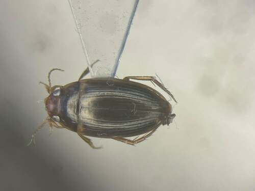 Copelatus vitraci · iNaturalist