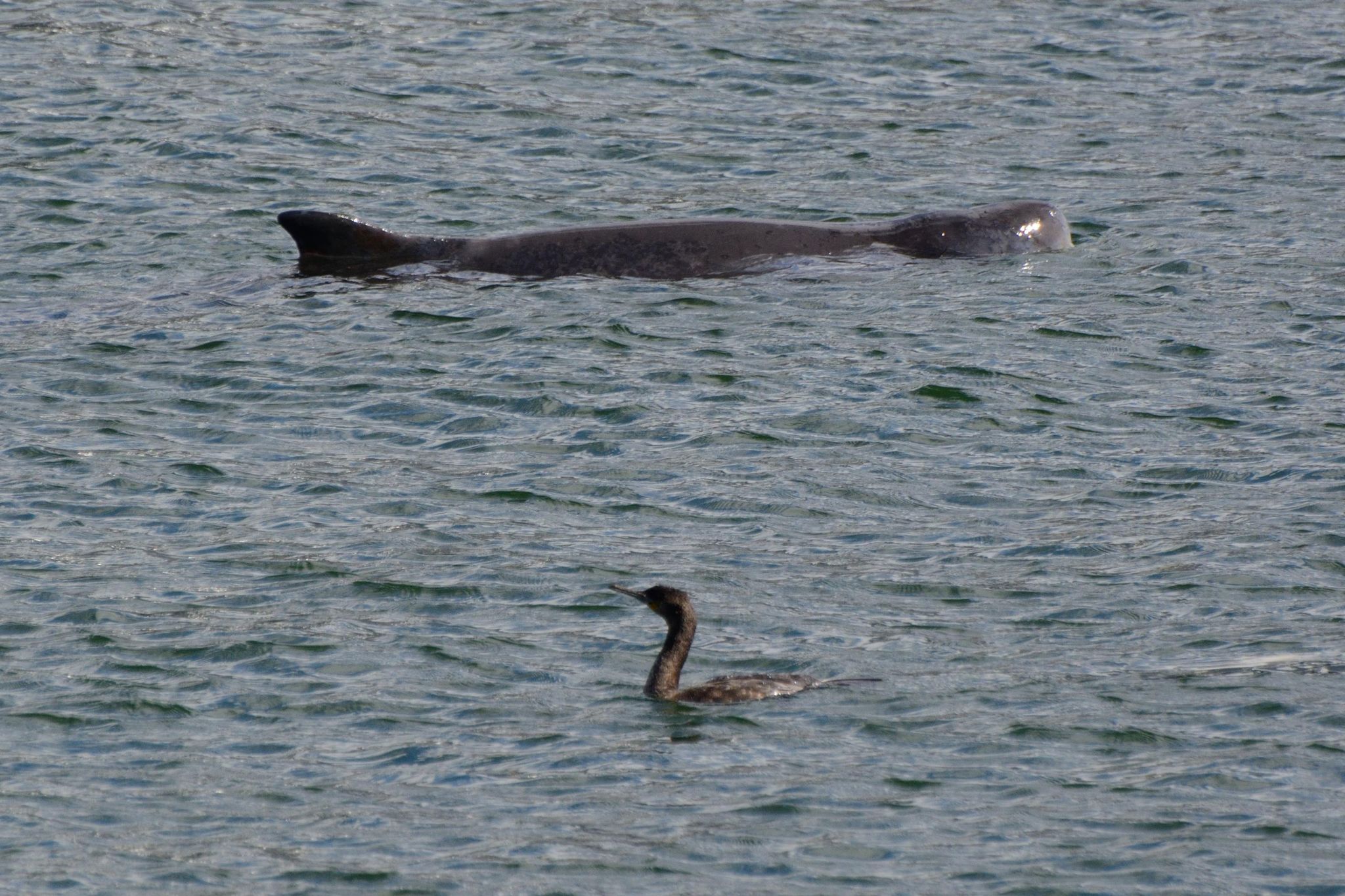 Kogia sima (Owen, 1866)