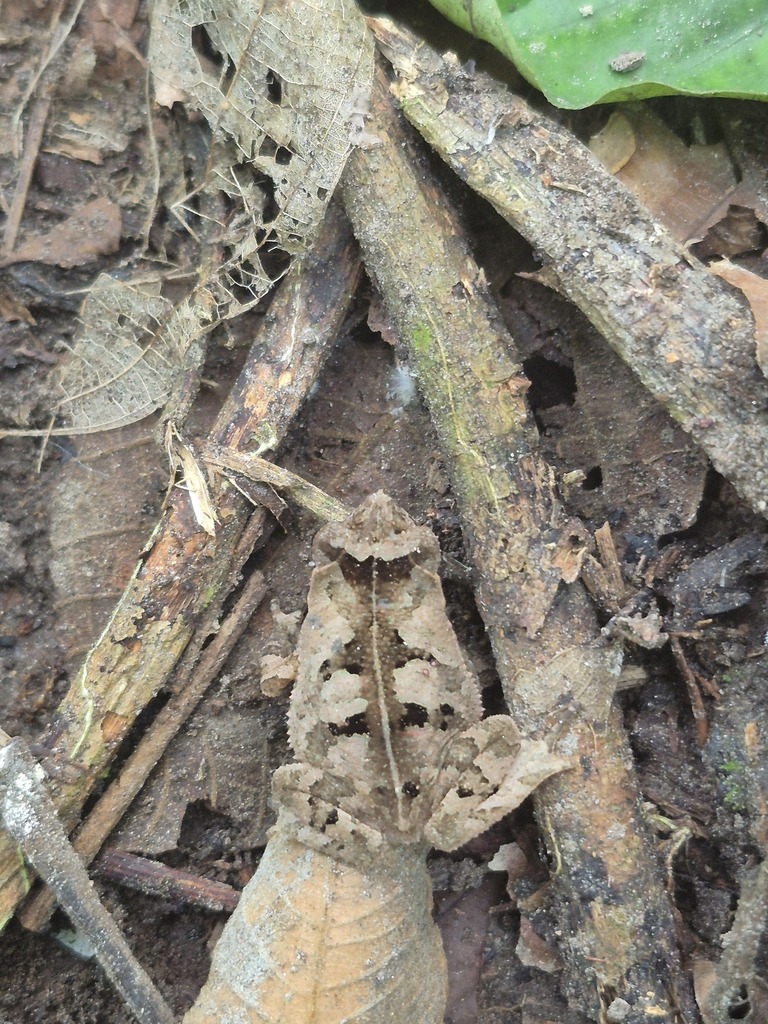 Beaked Toads from Providencia, Quito, Ecuador on January 12, 2025 at 10 ...