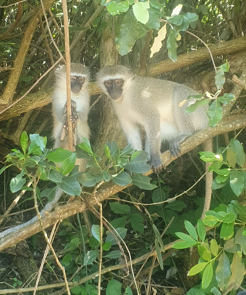 Vervet Monkey from uMhlanga Lagoon Nature Reserve, Hawaan, Blackburn ...