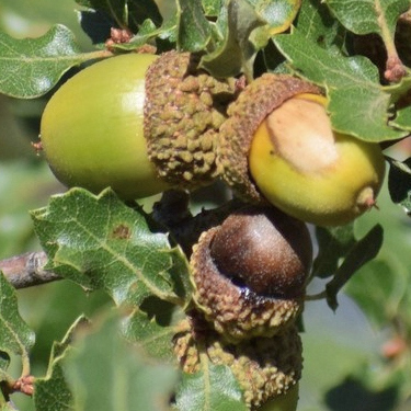 drippy acorn disease from Sierra Azul OSP, Santa Clara County, CA, USA ...