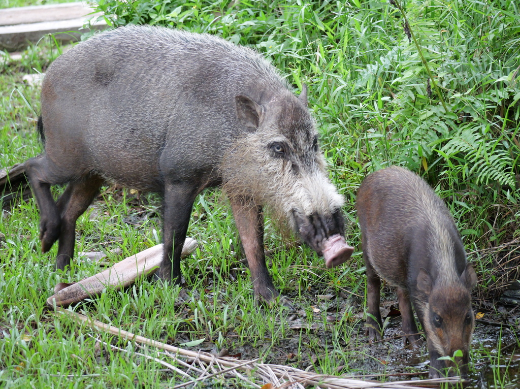 Western Bearded Pig in February 2024 by blackdogto · iNaturalist
