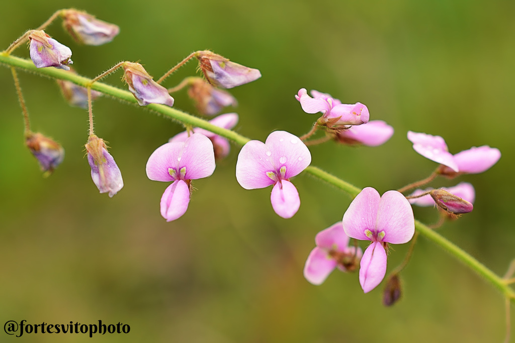 Silverleaf Desmodium from Parque da Cachoeira - RS-476, n° 388 - Passo ...