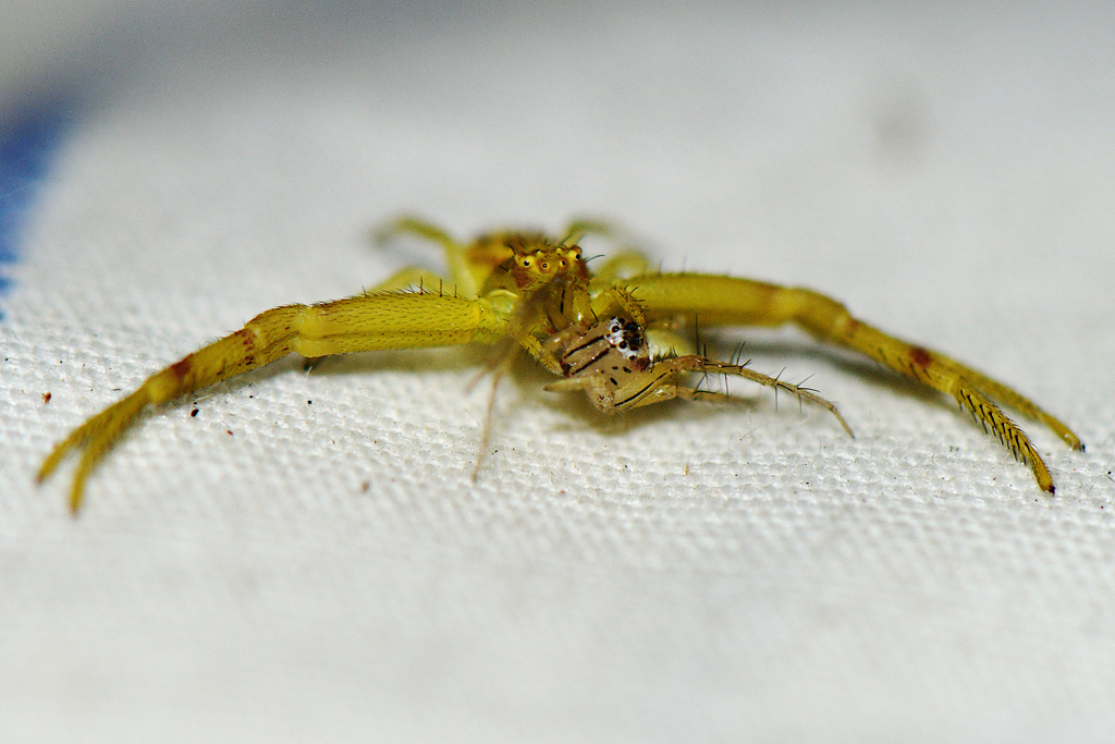 Mecaphesa from Corkscrew, FL, USA on February 21, 2024 at 11:48 PM by ...