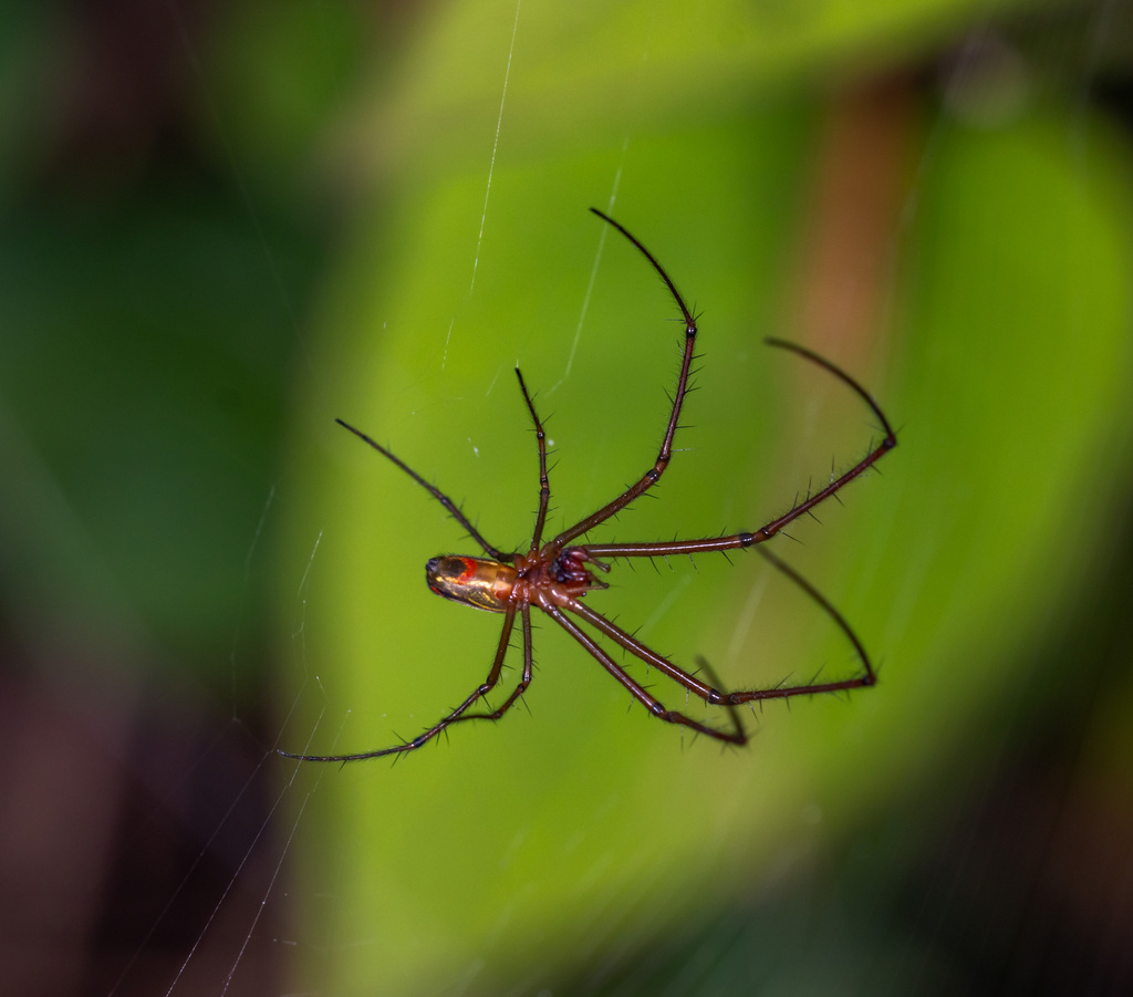 Orchard Spiders and Allies from Filandia, Quindio, Colombia on February ...