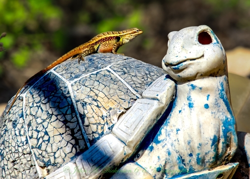 Rose-bellied Lizard (Sceloporus variabilis) - Snakes and Lizards