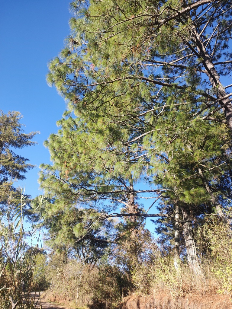 Pinos, ocotes y piñones desde 49710 Apango, Jal., México el 26 de ...