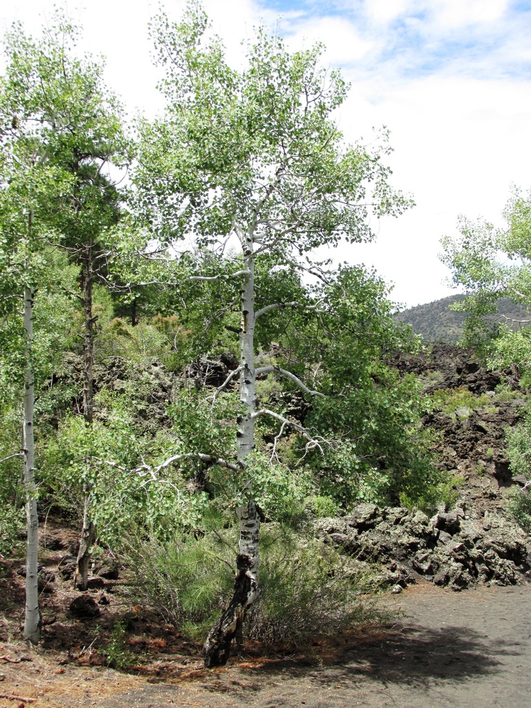 trembling aspen from Arizona, United States on August 03, 2016 at 12:28 ...