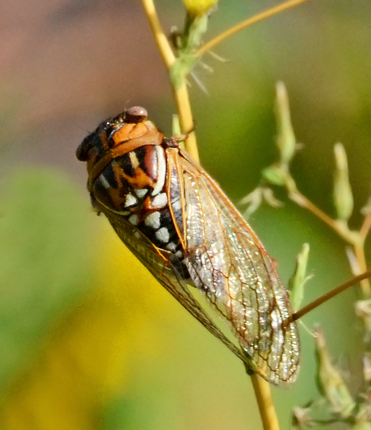 Neotibicen tremulus (Wildlife of the United States - Cicadas) · iNaturalist