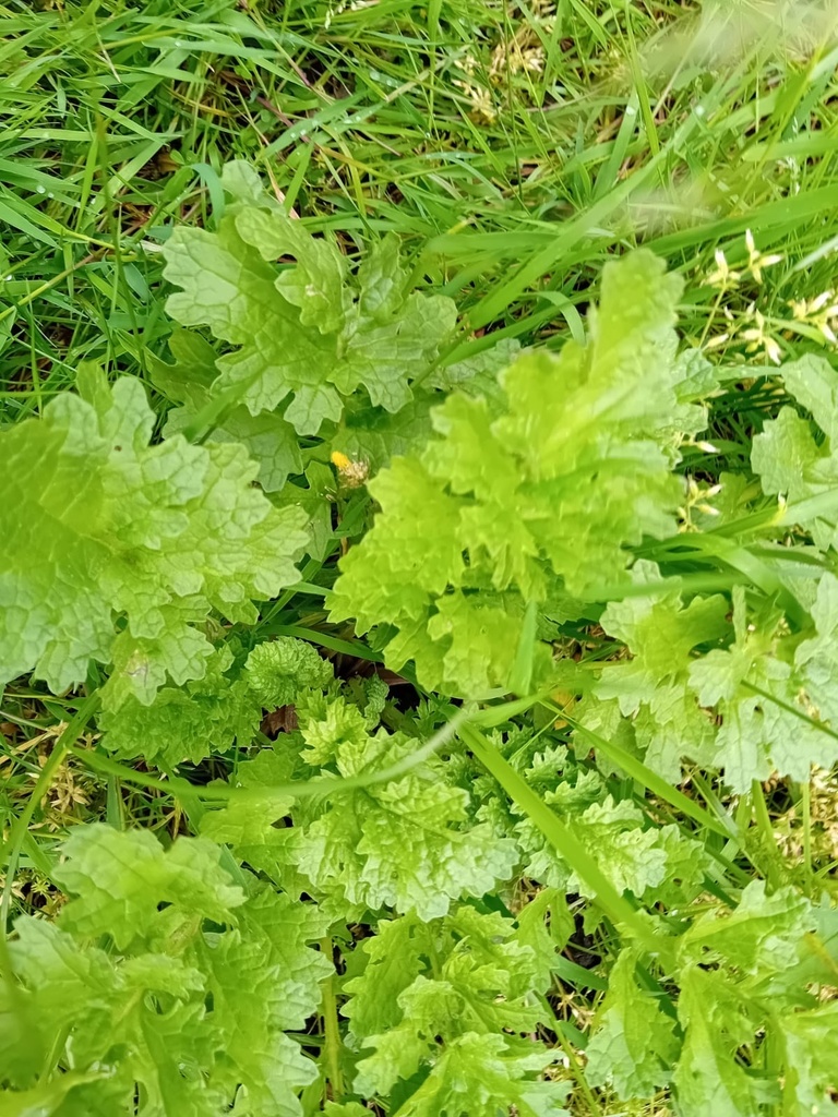 ragwort from John Foster Building, Liverpool, England, GB on May 29 ...