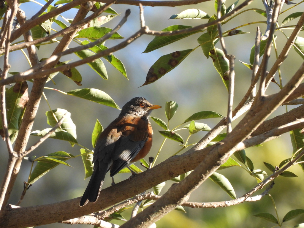 Rufous-backed Robin from Parque Ecológico, Tepic, Nay., México on ...