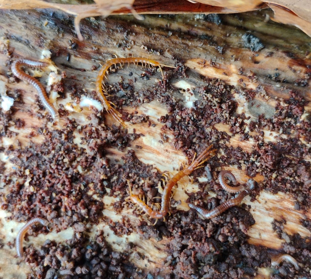 Common Cryptops from Creston - Kenilworth, Portland, OR, USA on ...