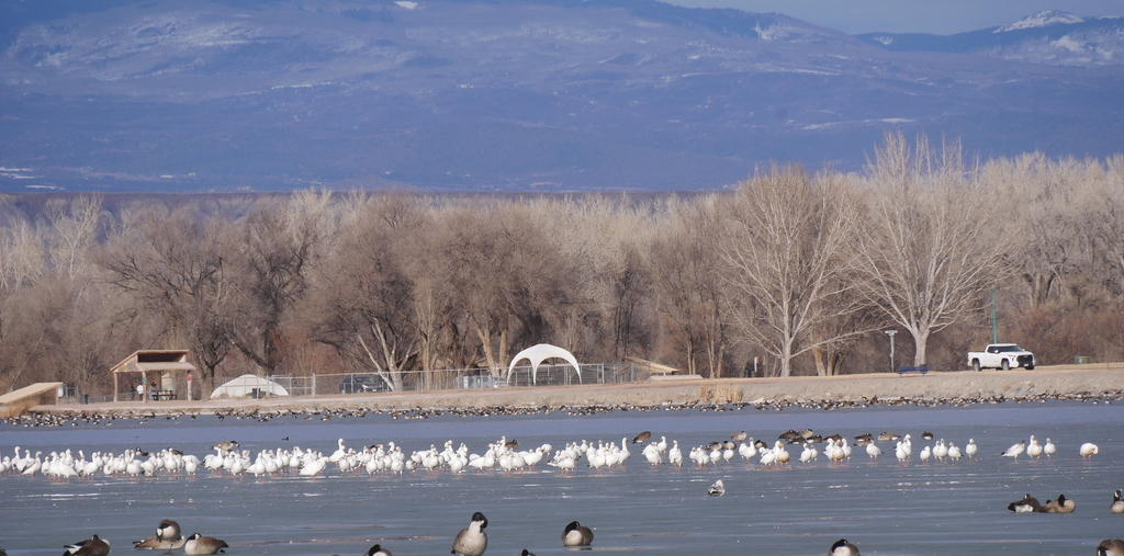 Snow Goose from Delta, CO 81416, USA on February 2, 2025 at 03:44 PM by ...