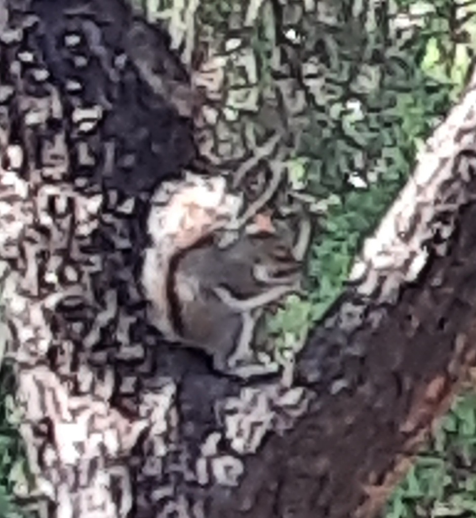 Allen's Squirrel from Monterrey, N.L., México on February 3, 2025 at 03 ...