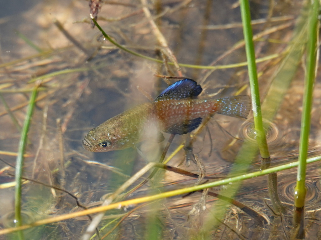 Pearl-spotted Killifish (Paraphanius mento) - Marine Life Identification