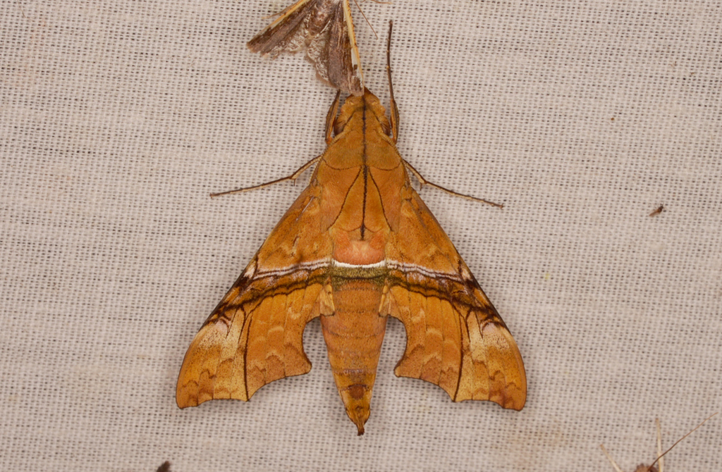 Aleuron iphis from Sinnamary 97315, Guyane française on February 1 ...