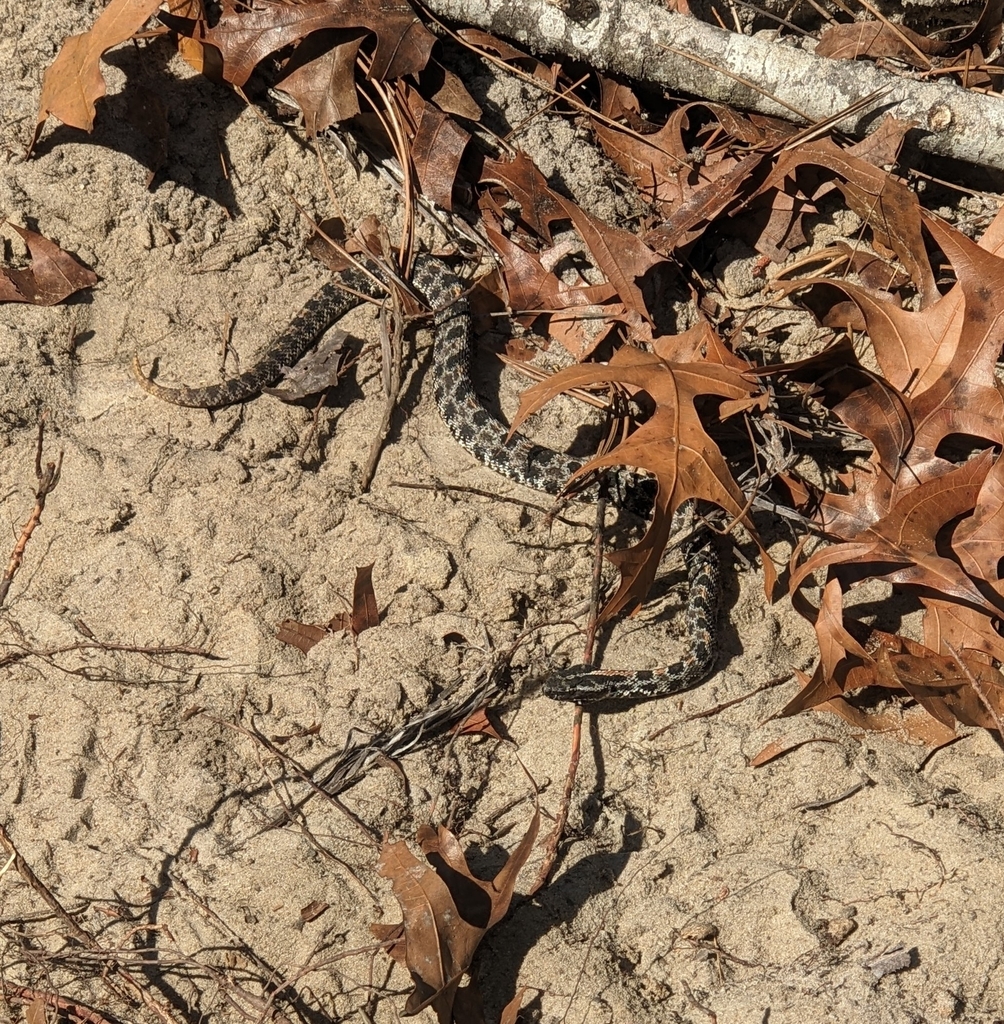 Dusky Pygmy Rattlesnake from Altoona, FL 32702, USA on February 04 ...