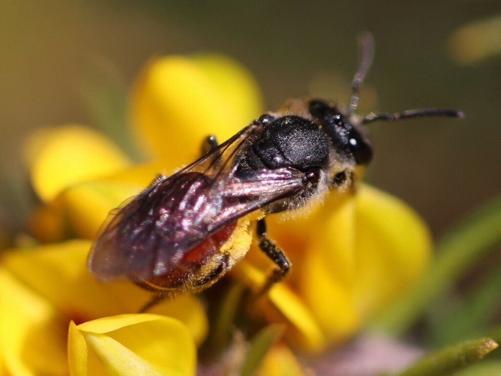 Bees in September 2024 by Nature_Lover. Location: Upper Blue Mountains ...