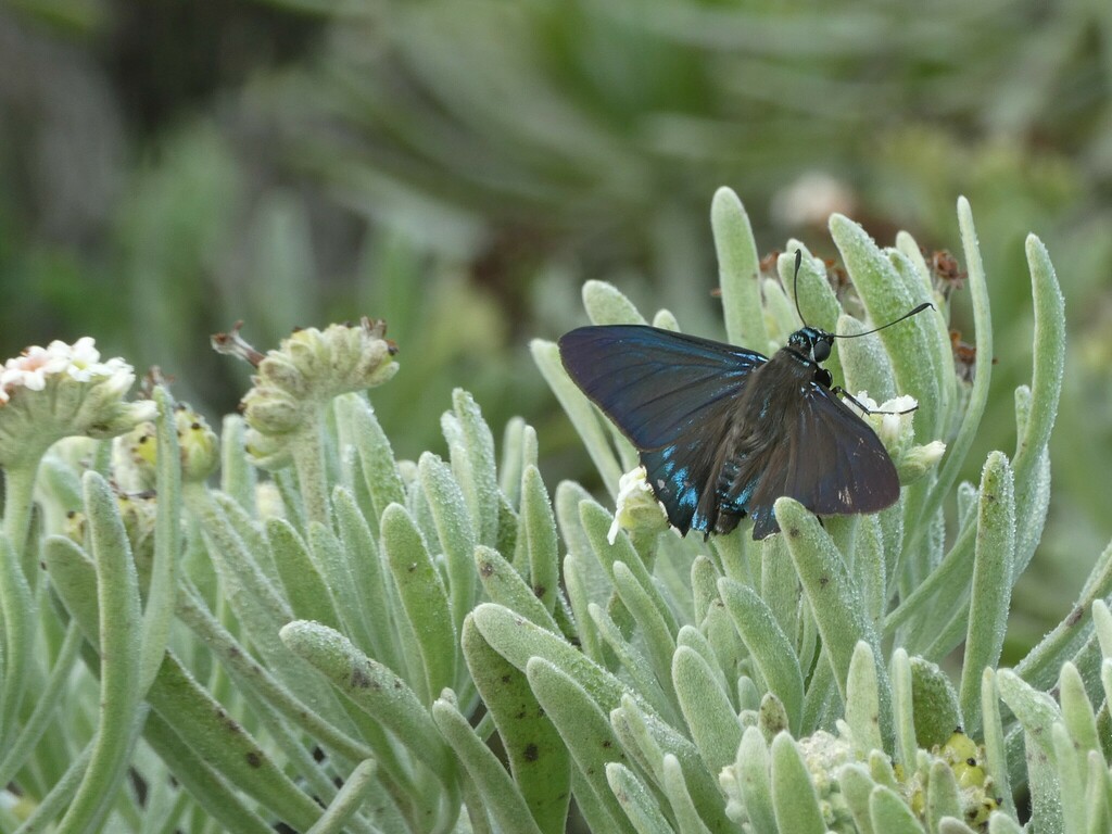 Florida Mangrove Skipper from Bahia Honda State Park, Florida 33043 ...