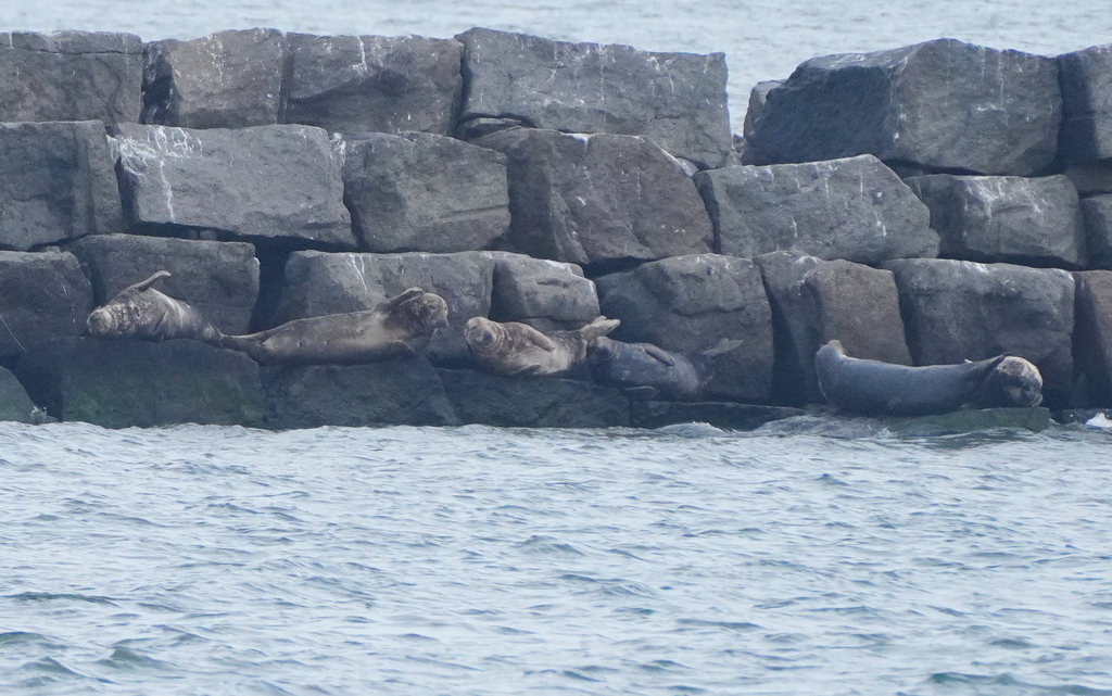 Earless Seals from Sussex County, DE, USA on February 03, 2025 at 01:16 ...