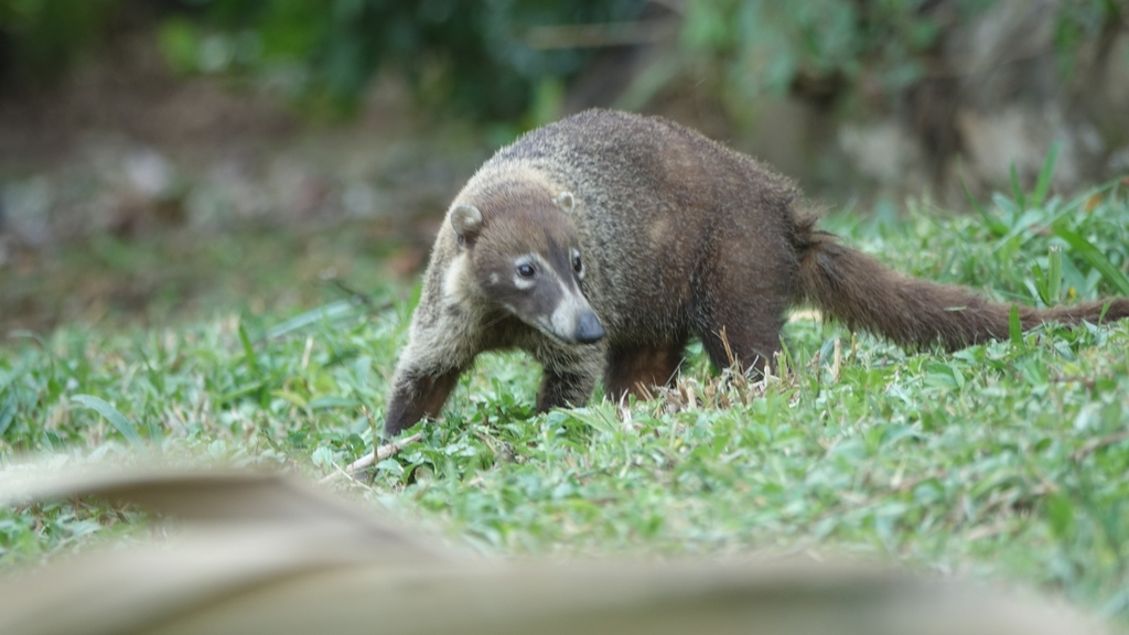 White-nosed Coati from 928W+4H, Colón, Panama on February 4, 2025 at 05 ...