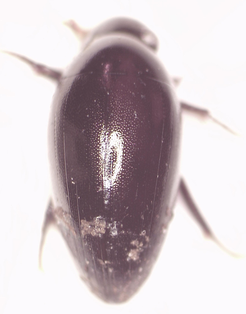 Japanese Water Scavenger Beetle from Carmoo QLD 4852, Australia on ...