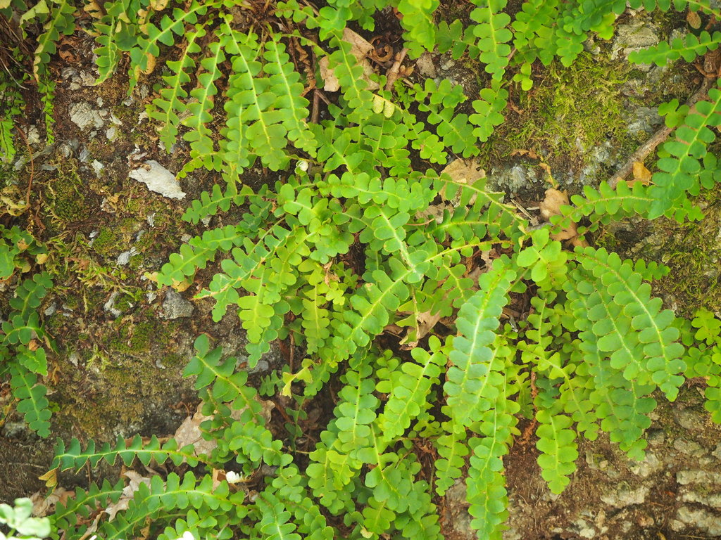 Rustyback (Asplenium ceterach) - Botanical Realm