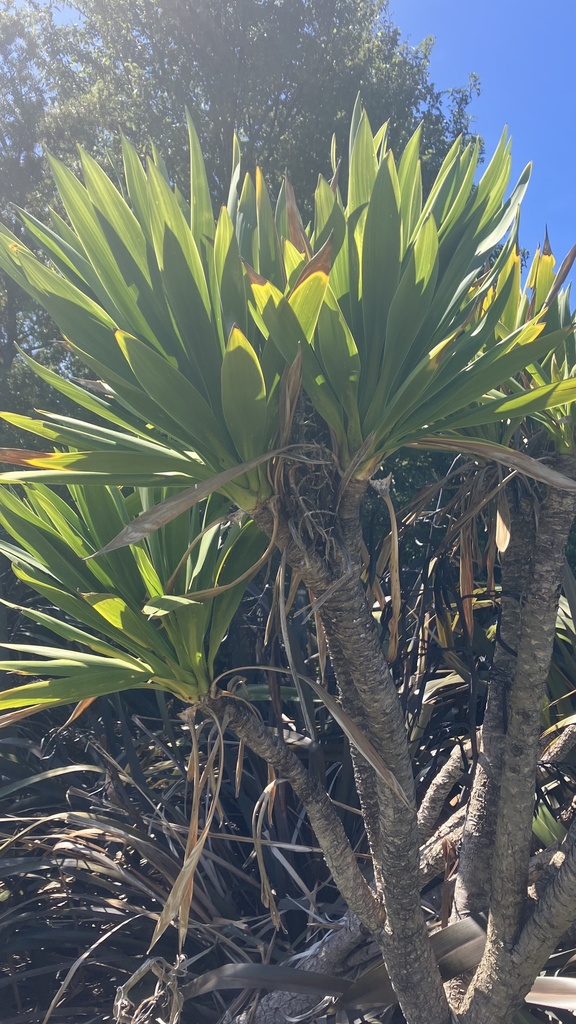 Three Kings Cabbage Tree in February 2025 by nzseeds-collection ...