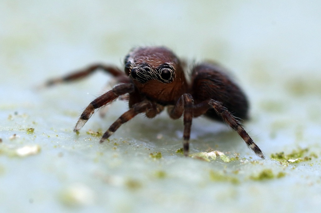 Typical Jumping Spiders from Ruawai, New Zealand on January 24, 2025 at ...