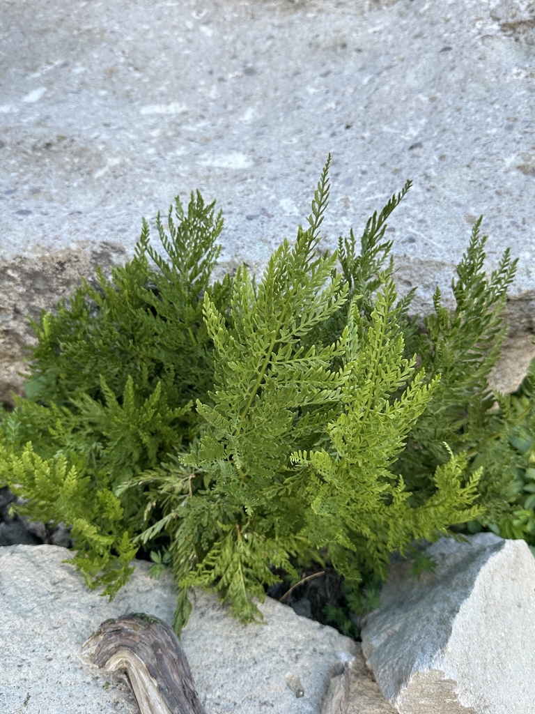 Cryptogramma fumariifolia from Talca Province, Maule, Chile on January ...