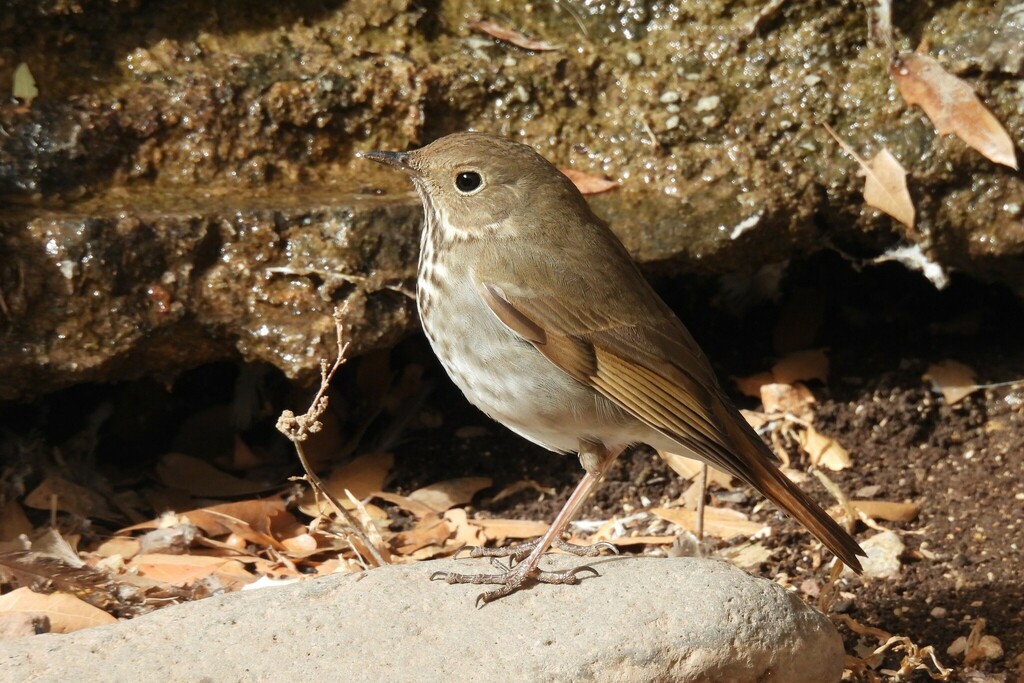 Hermit Thrush from Jeff Davis County, TX, USA on January 17, 2025 at 04 ...