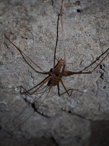 Capri Cave Cricket (Dolichopoda capreensis) · iNaturalist