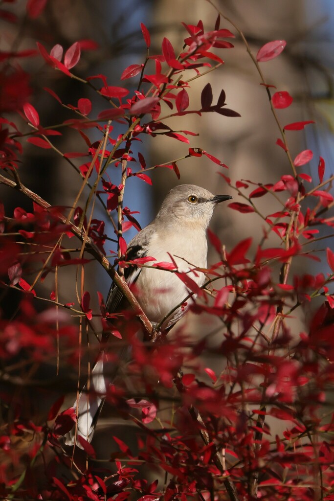 Northern Mockingbird from Auburn Lakes Road Fisheries Ponds Auburn ...