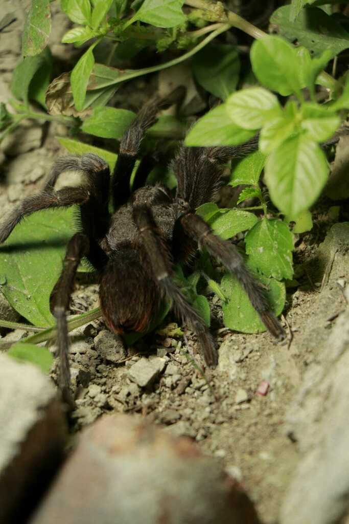 Mexican Red-rump Tarantula in February 2025 by alejandro-faisal ...