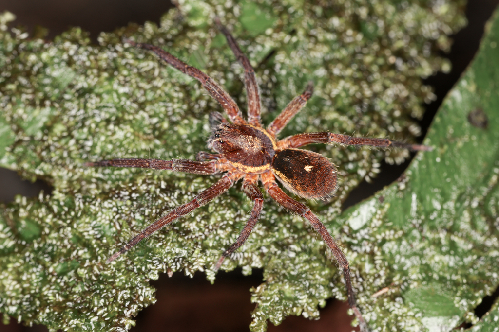 Wandering Spiders from Mera, Ecuador on February 2, 2025 at 07:10 PM by ...