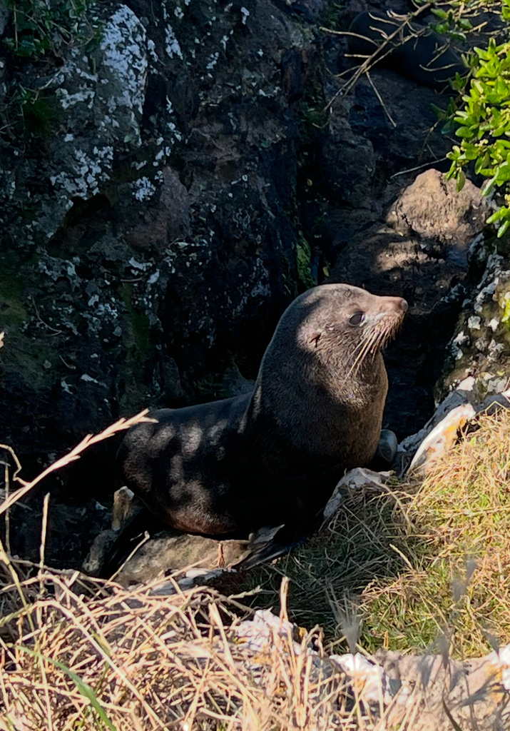 Long-nosed Fur Seal from South Island / Te Waipounamu, Dunedin, Otago ...