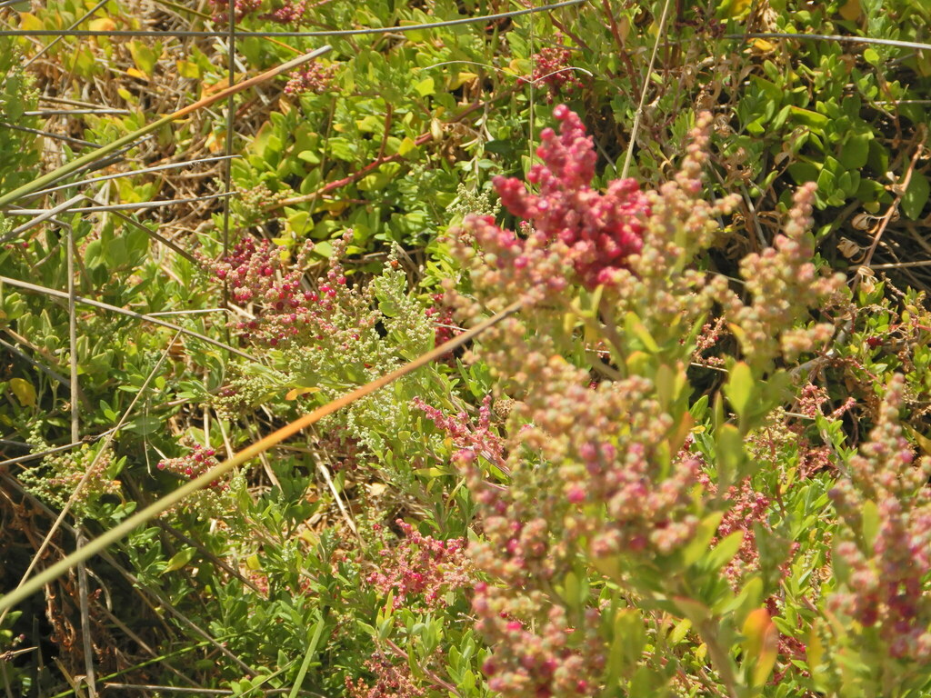 Seaberry Saltbush from Port Fairy Griffiths Island (east) VIC 3284 ...