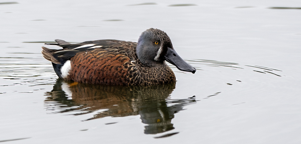 Australasian Shoveler from Mount Barker SA 5251, Australia on June 1 ...