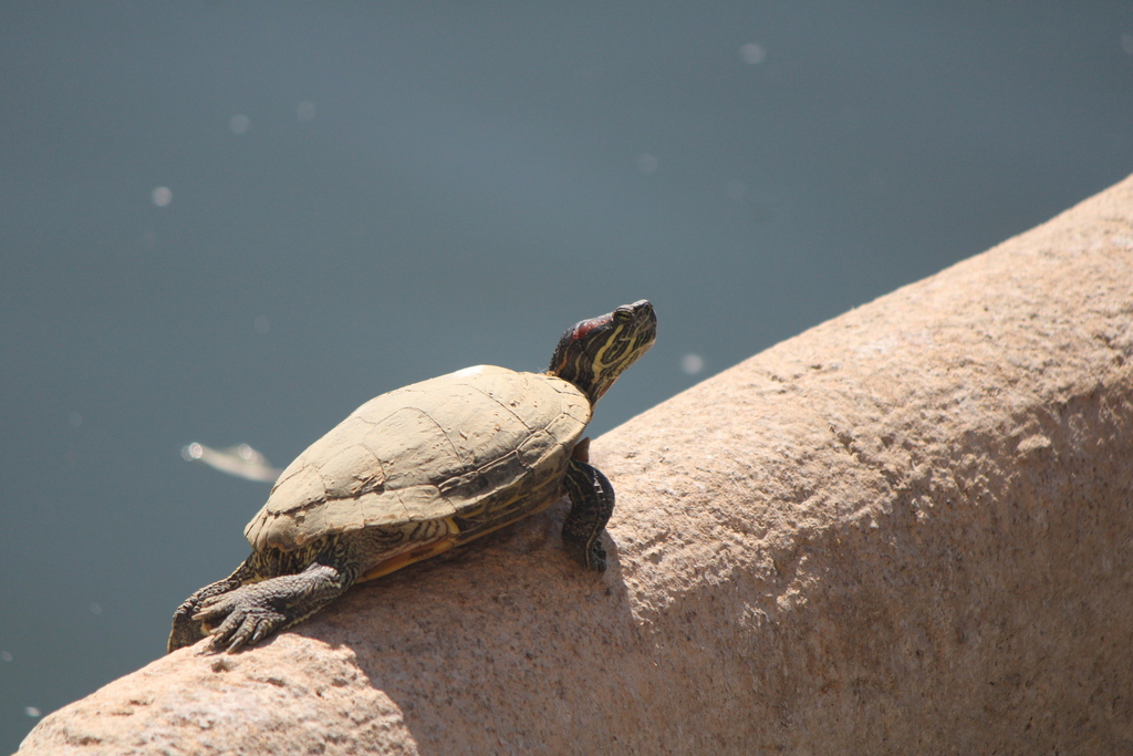 Jicoteas desde Las Fuentes, Nuevo, Cadereyta de Montes, Qro., México el ...