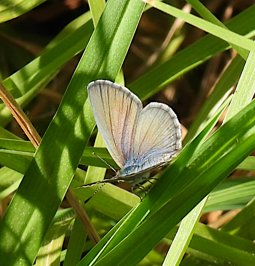 Common Grass-blue from Merri Creek, Melbourne VIC, Australia on January ...