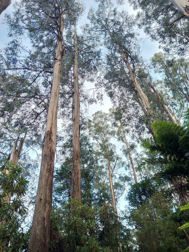 Australian Mountain Ash from Melbourne VIC, Australia on February 1 ...