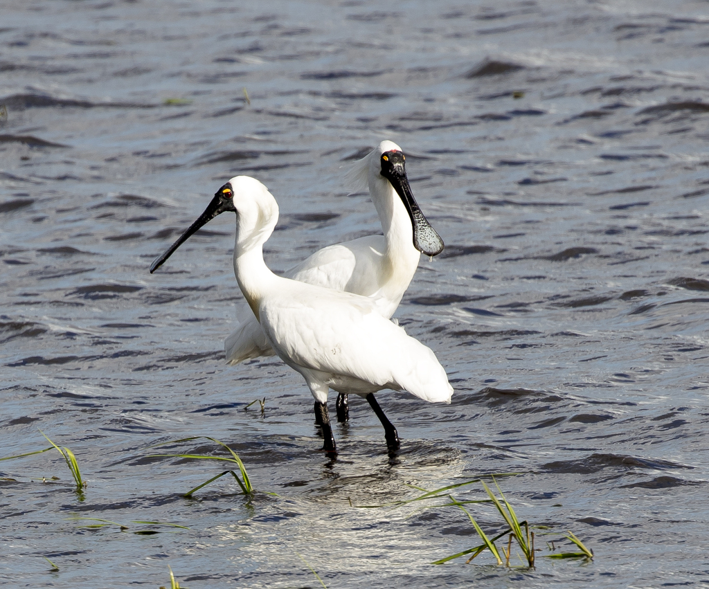 Royal Spoonbill from Bool Lagoon SA 5271, Australia on October 16, 2016 ...
